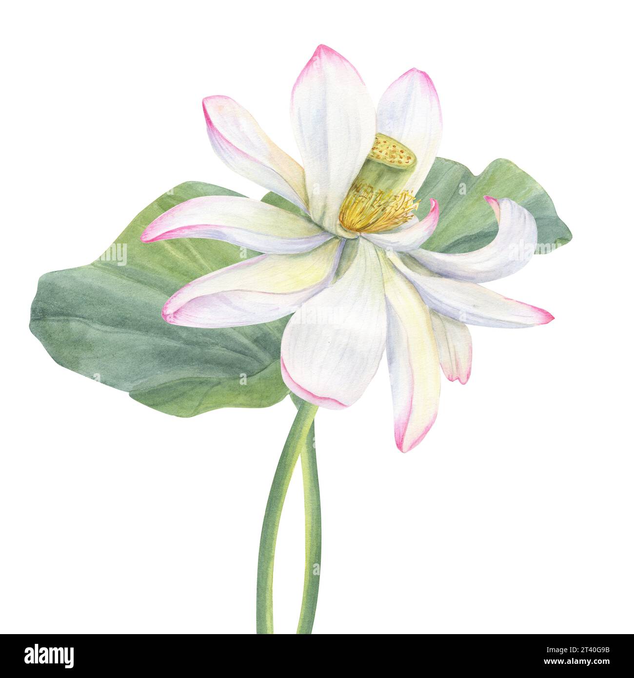 White Lotus flower and Leaf. Delicate blooming Water Lily. Intertwining ...