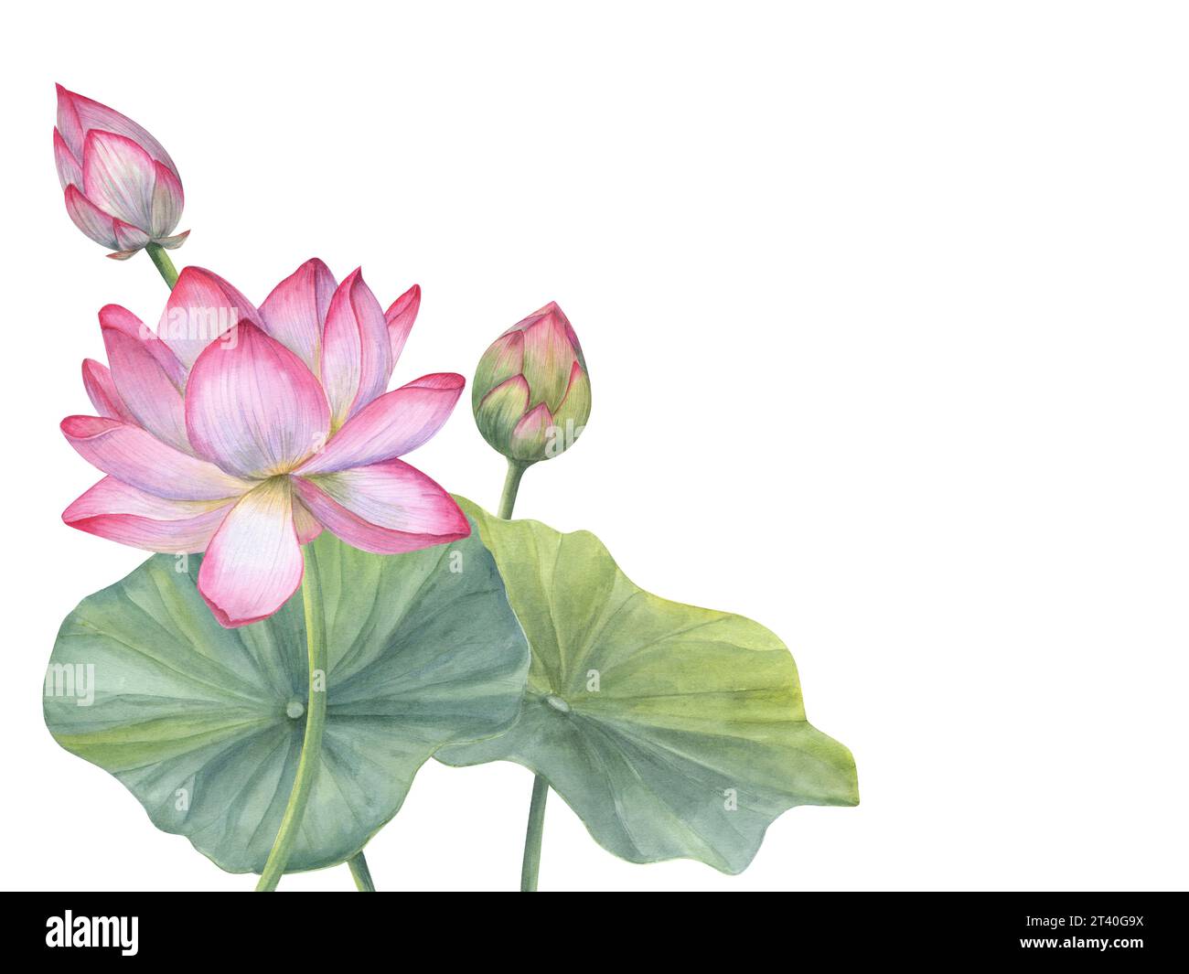 Floral composition of Indian sacred lotus flowers with leaves. Water ...