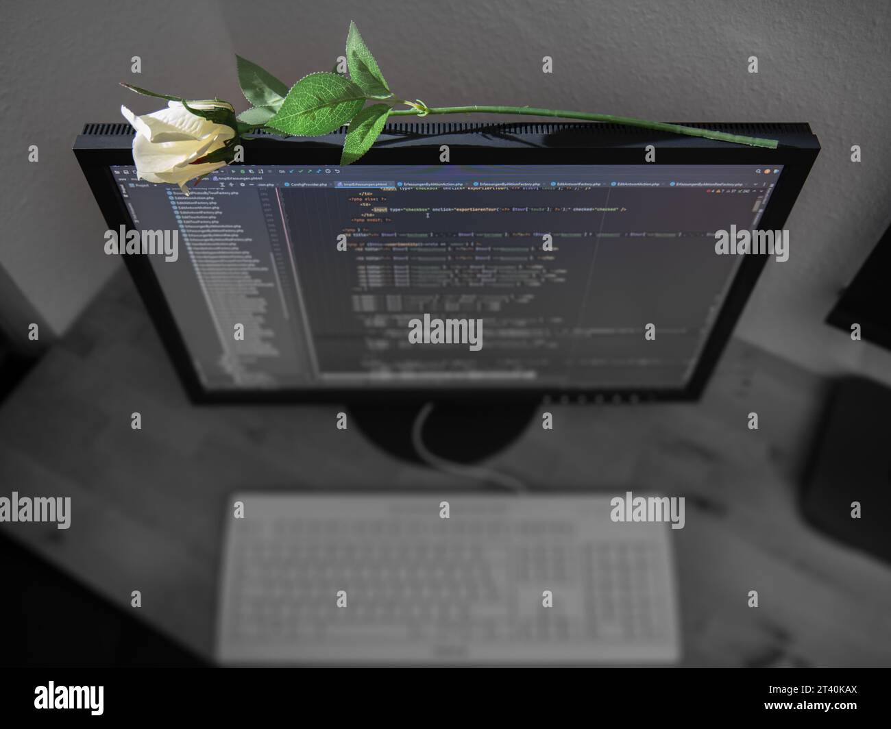 White rose on PC screen with lines of program code (blurred Stock Photo ...