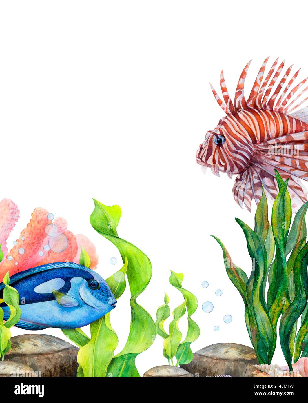 Watercolor drawing set of ribbon algae, bottom stones, coral, air ...