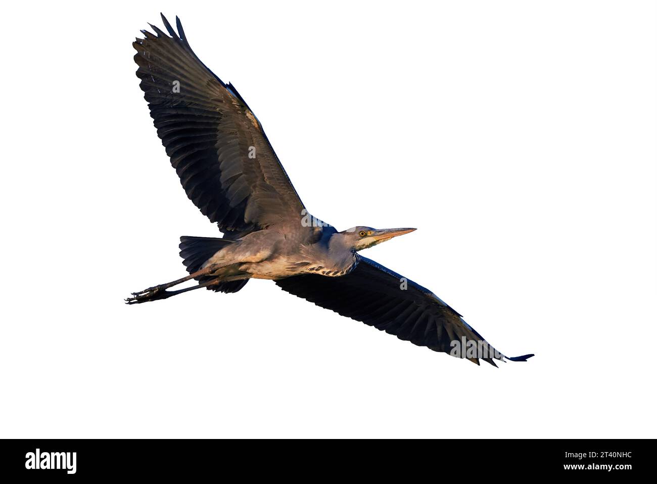 Grey heron bird in flight isolated on white background (Ardea cinerea ...
