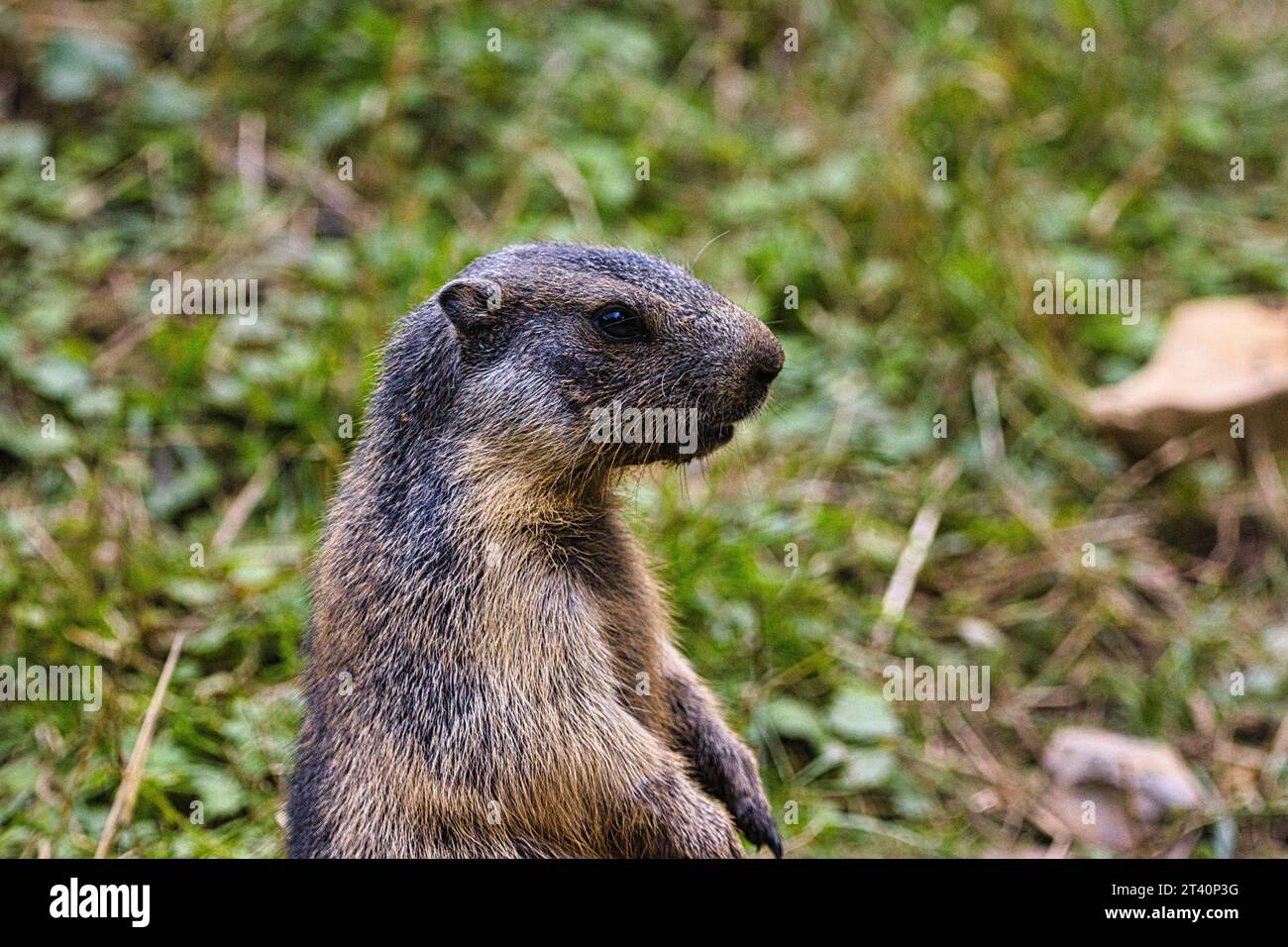 Marmot group hi-res stock photography and images - Alamy