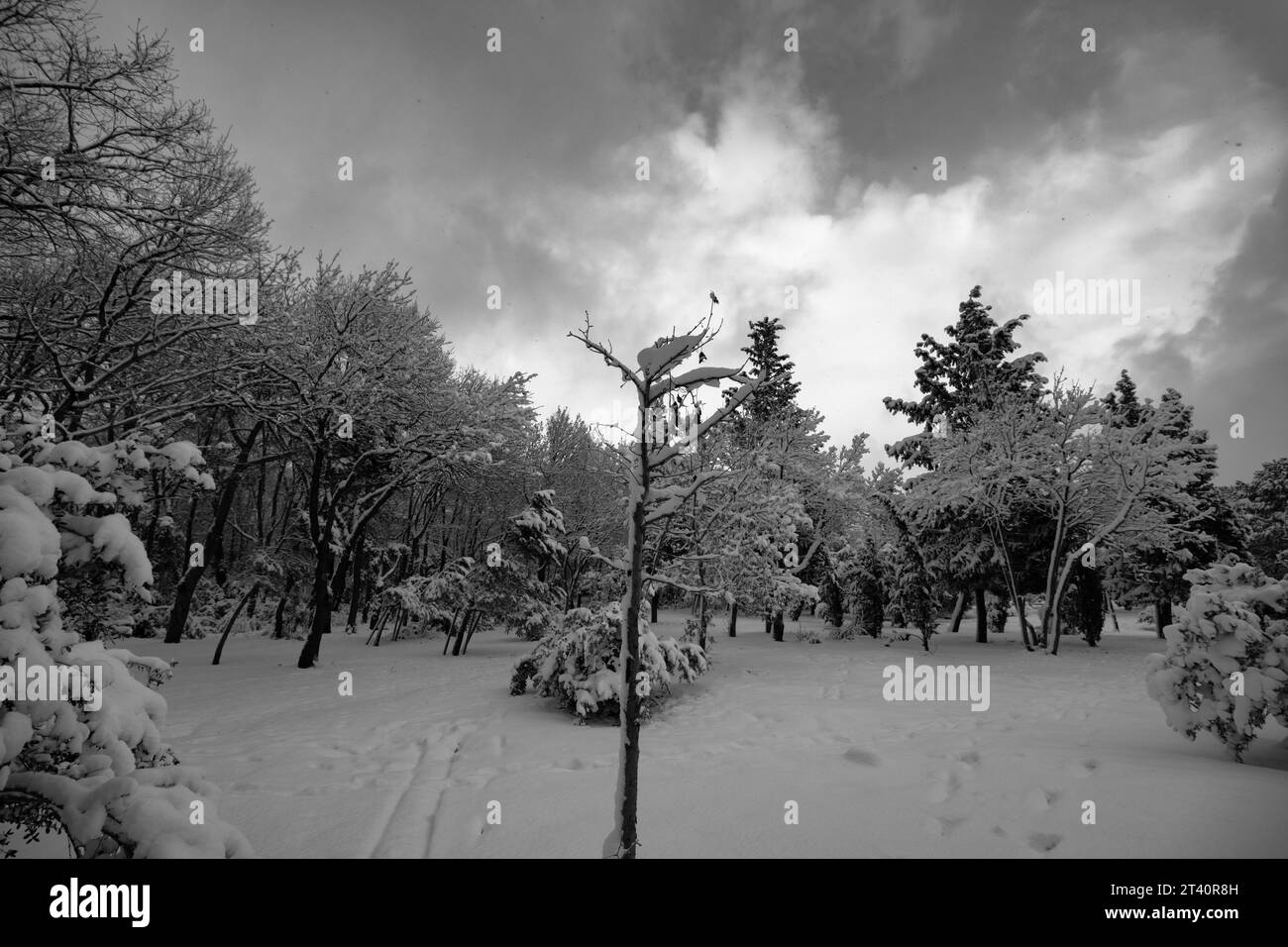 Tree trees snowfall capped Black and White Stock Photos & Images - Alamy