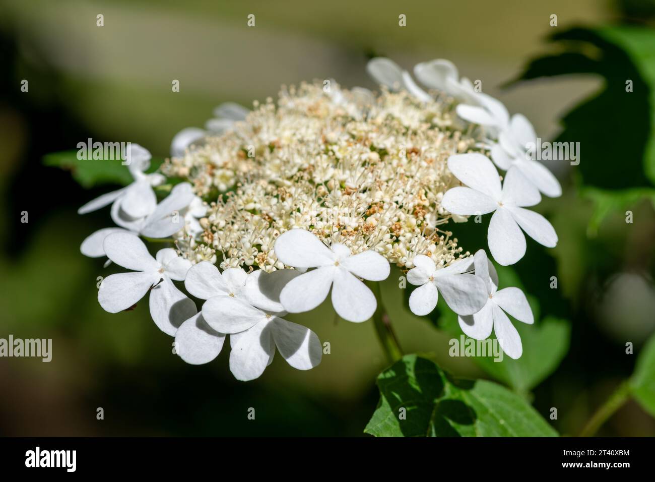 Close up of cranberry bush viburnum (viburnum trilobum) flowers in ...