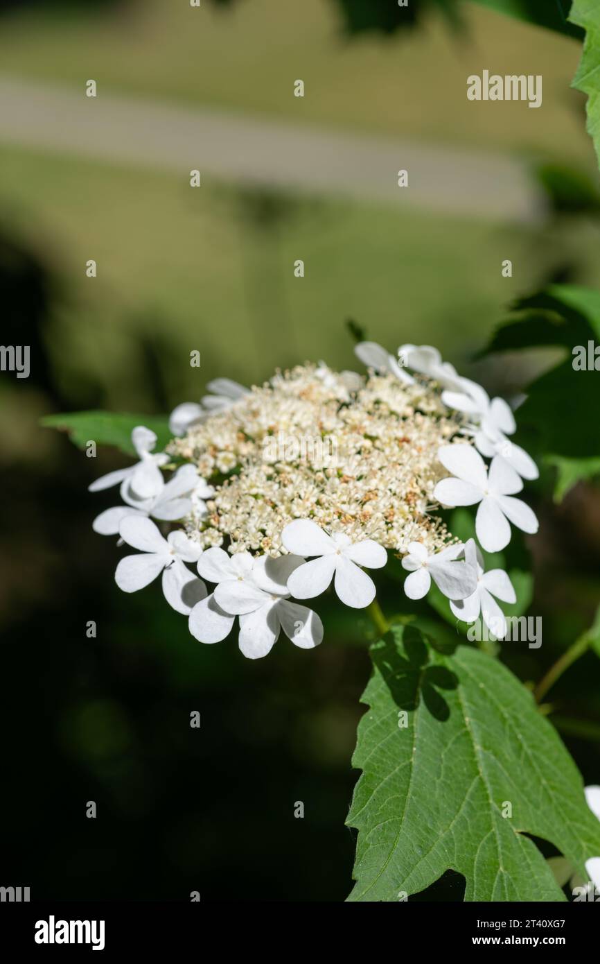 Close up of cranberry bush viburnum (viburnum trilobum) flowers in ...