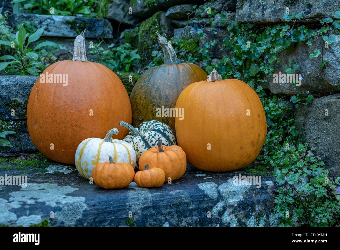 Eight pumpkins hi-res stock photography and images - Alamy