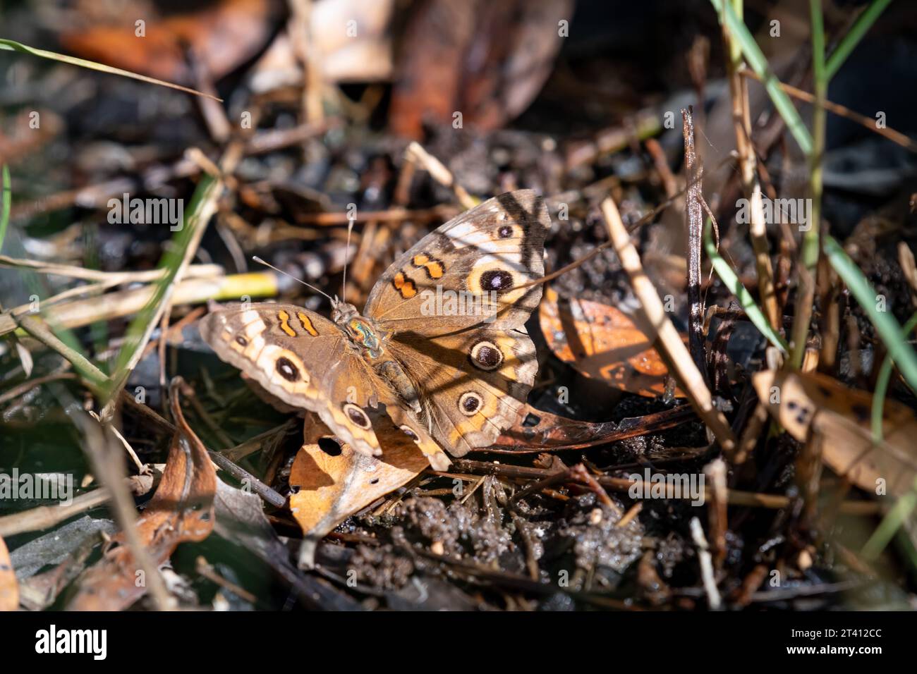 A beautiful moth with eye patterns on its wings camouflages among the ...