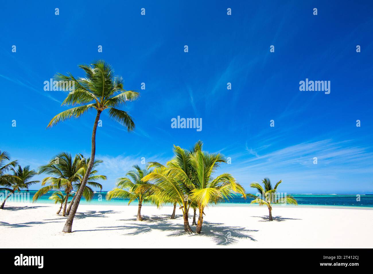 Amazing beach with white sand and coconut trees. Tropical background ...