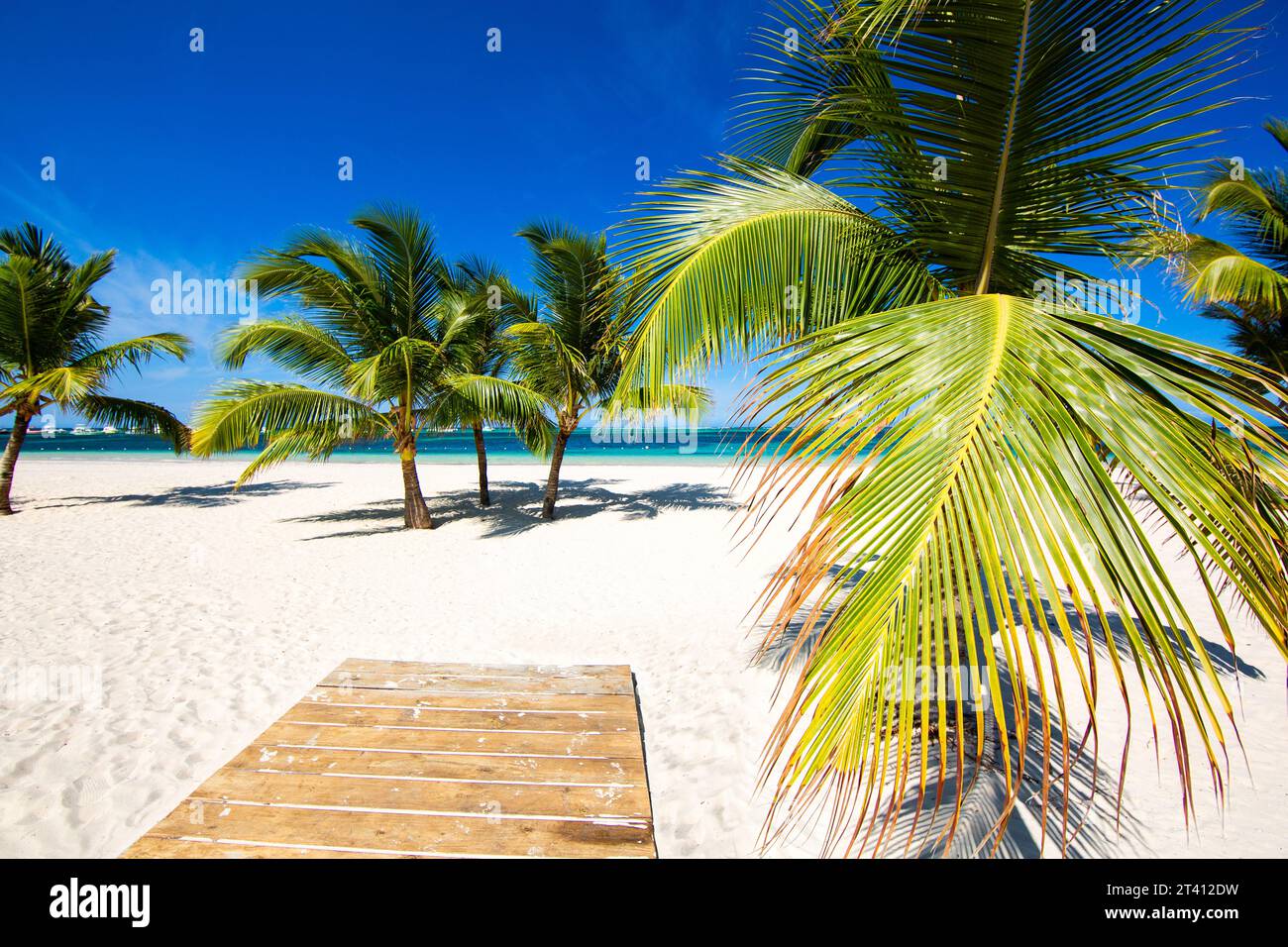 Coconut trees grow on a tropical isolated white sand beach with azure ...