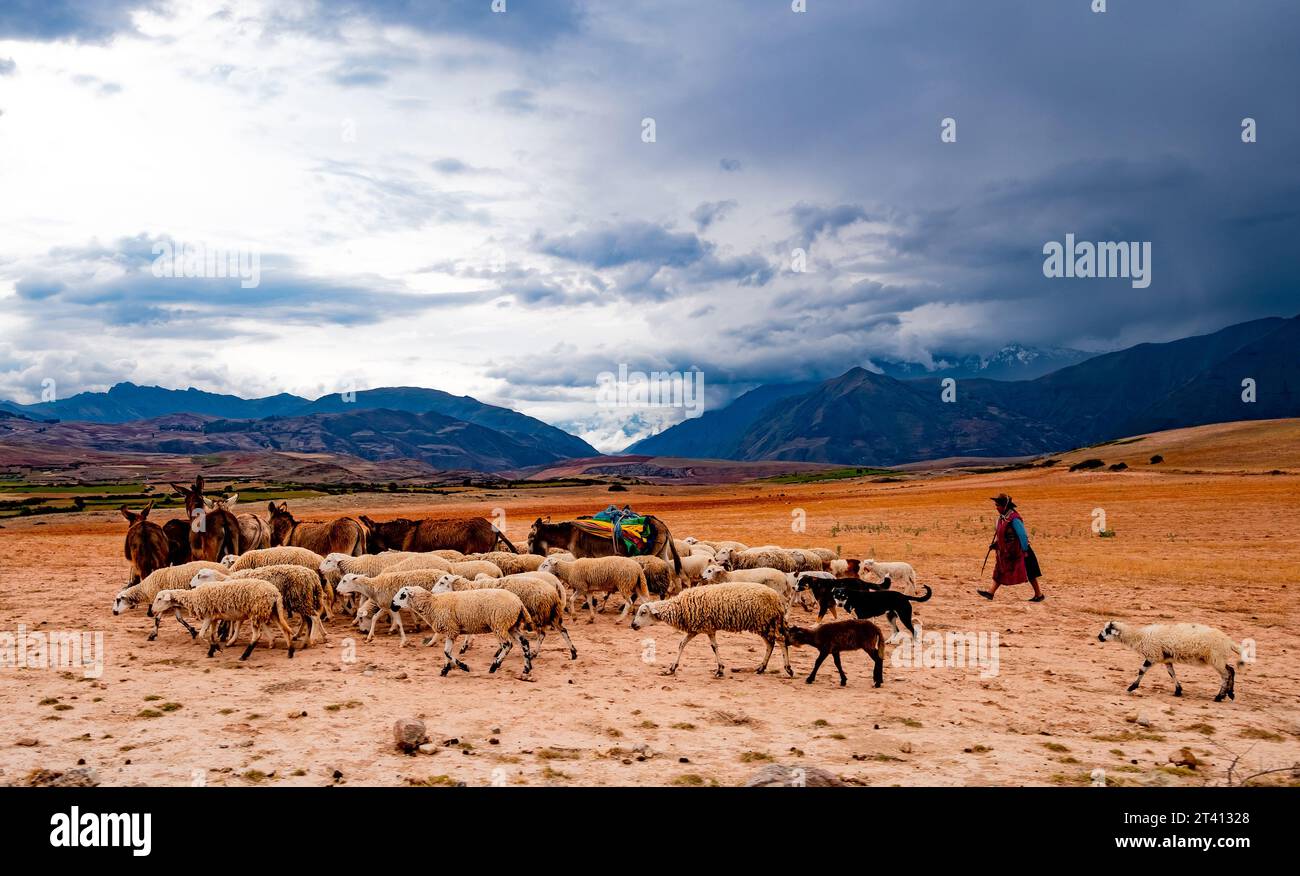 Cusco, Peru - 12 October 2018 : Sherpherd leading herd of sheep and ...