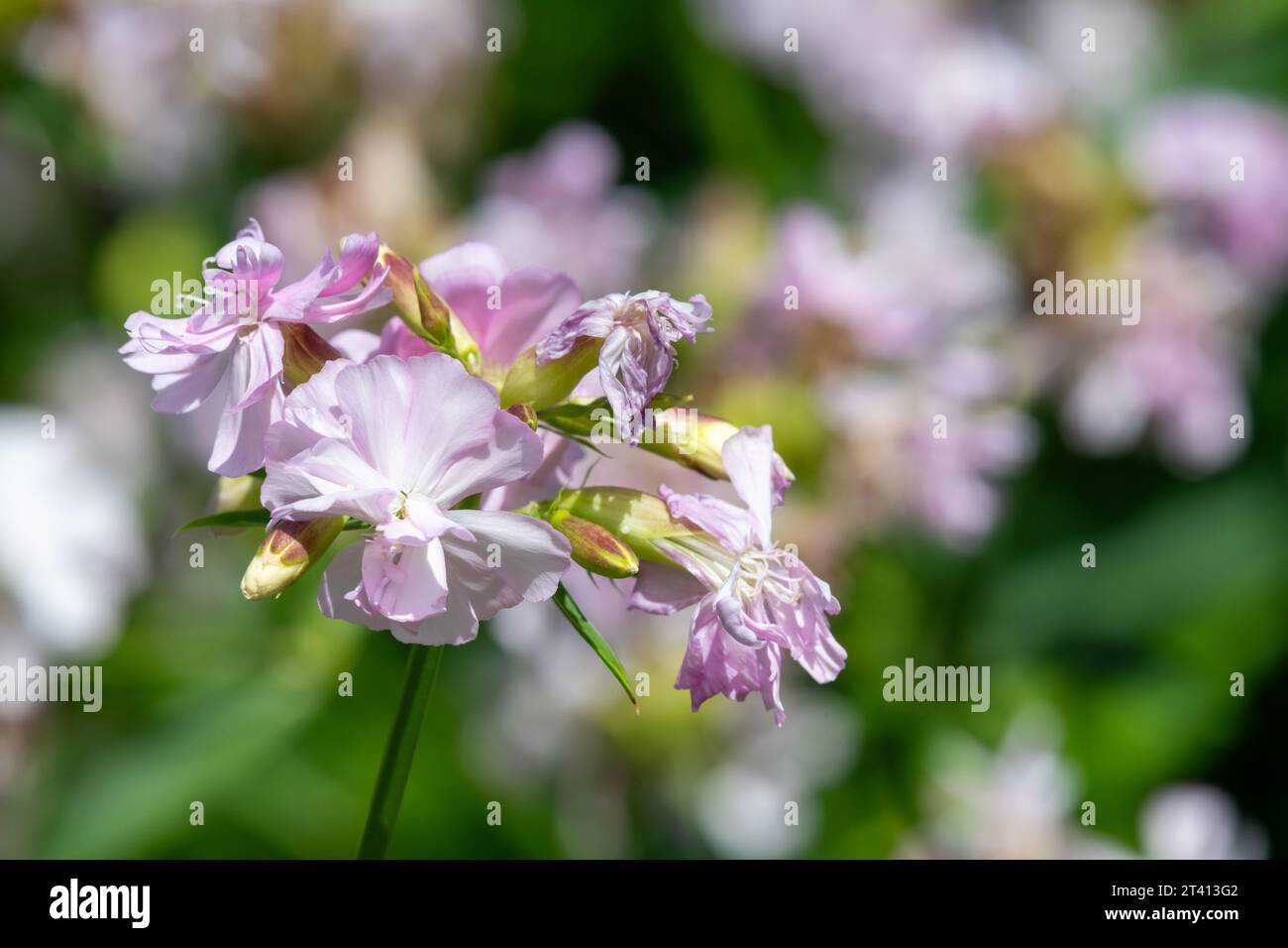 Close up of wild sweet William (saponaria officinalis) flowers in bloom ...