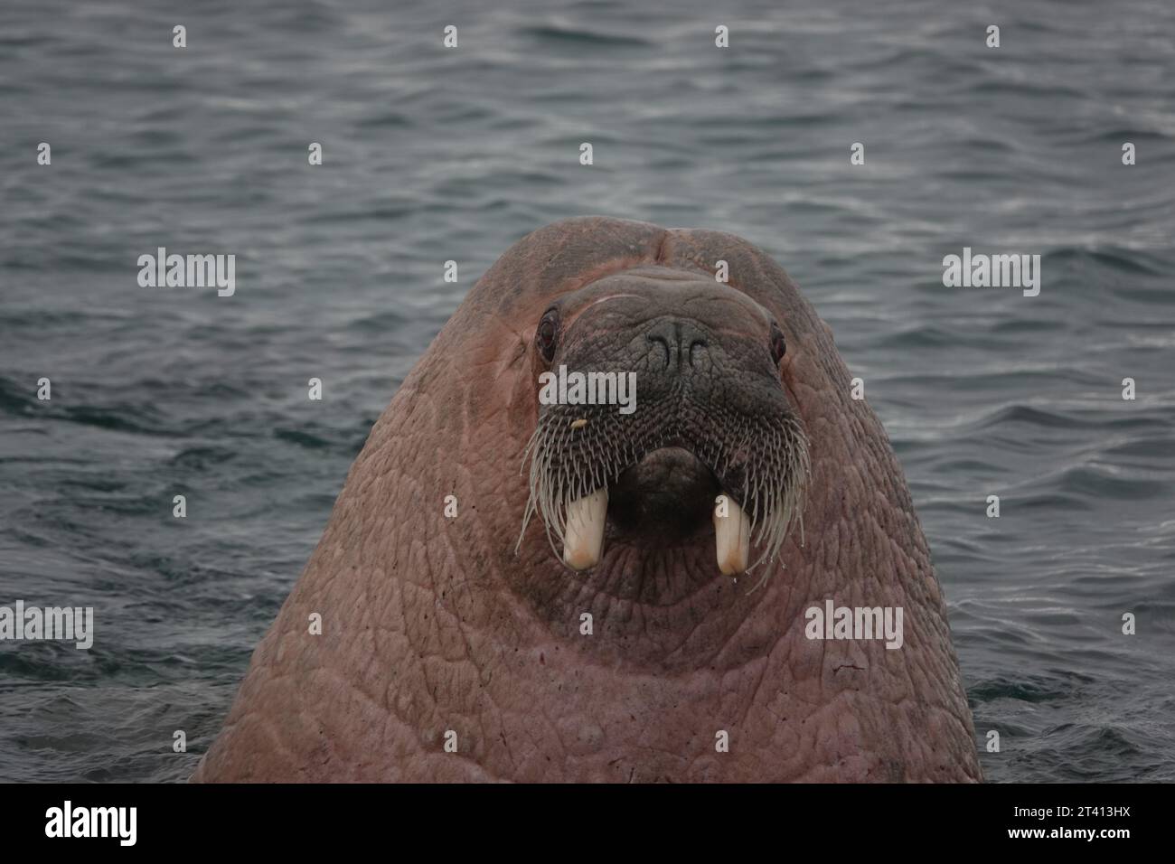 Walrus snow hi-res stock photography and images - Alamy