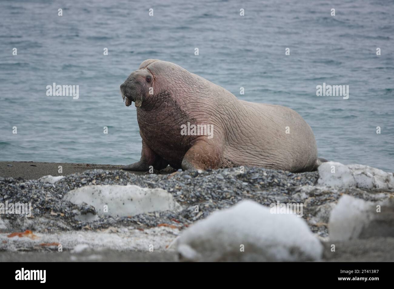 Walrus snow hi-res stock photography and images - Alamy