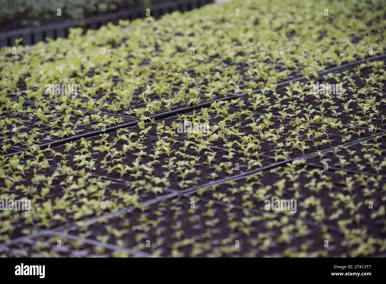 Seedling And Planting In The Ground For Crop Production Planting In The ...