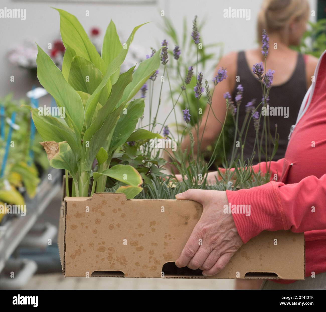 Seedling And Planting In The Ground For Crop Production Planting In The ...