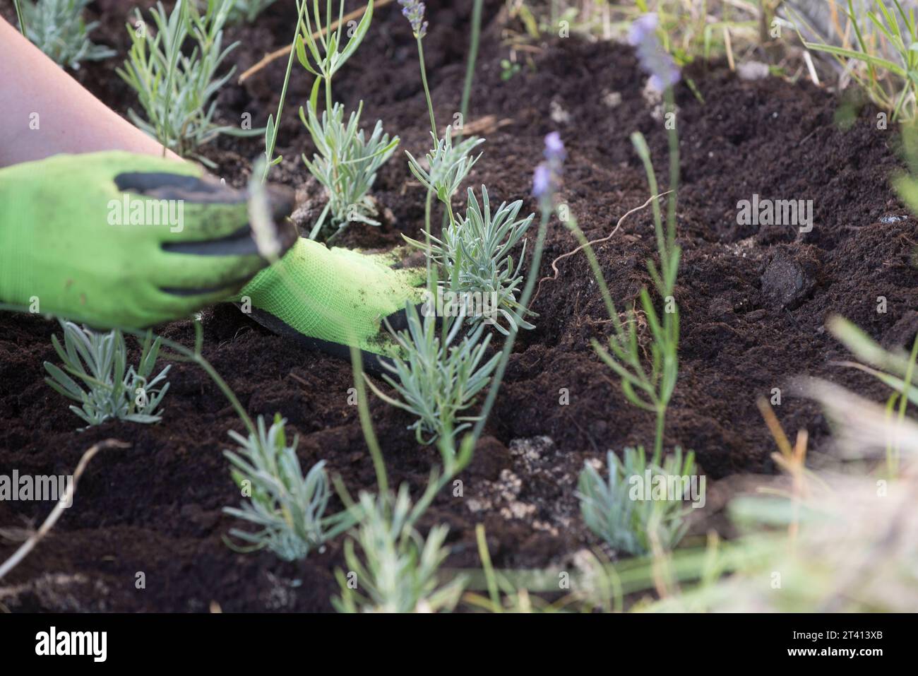 Seedling And Planting In The Ground For Crop Production Planting In The ...