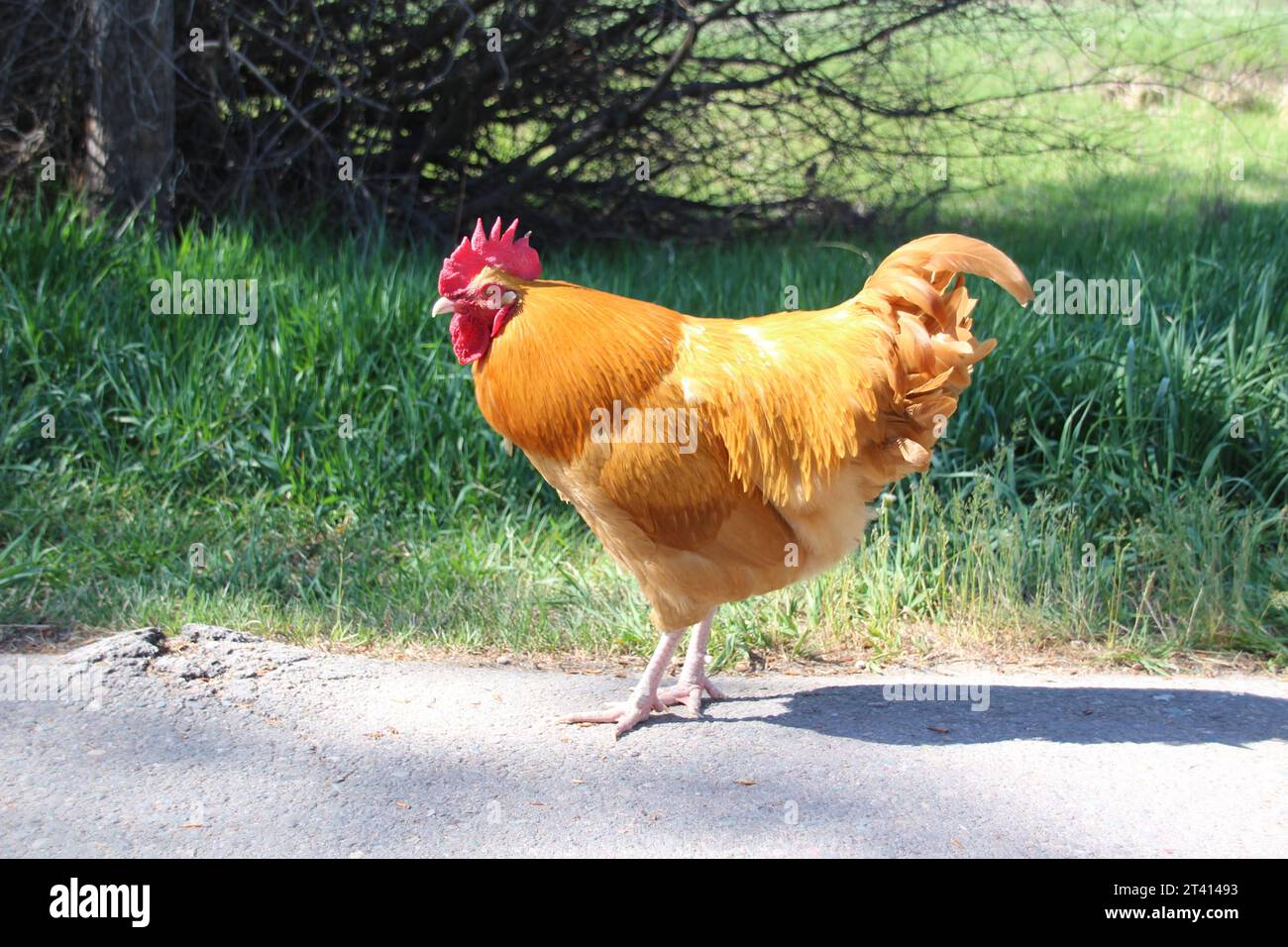 Embracing the Golden Hour with This Majestic Rooster Stock Photo - Alamy