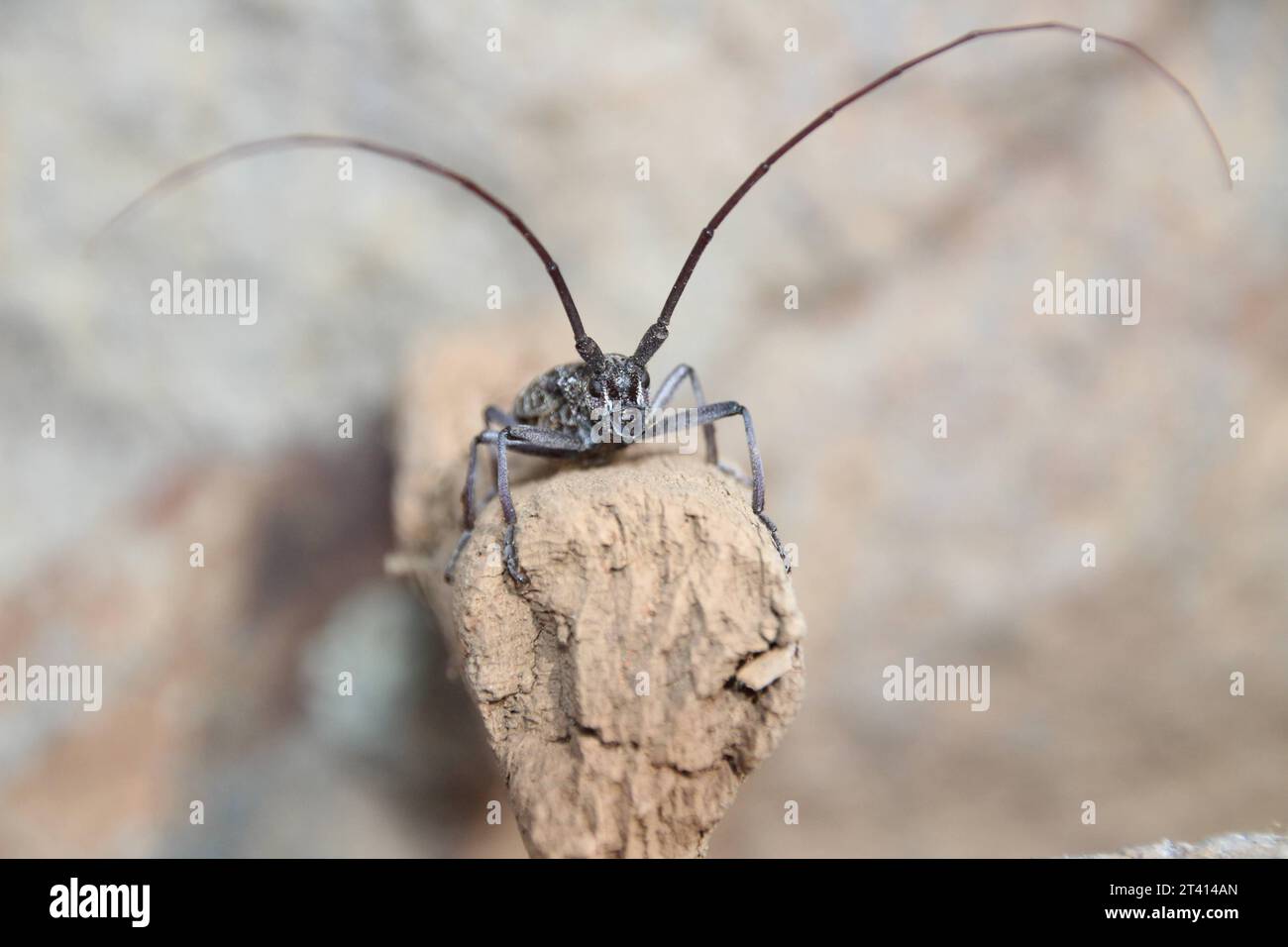 This close-up reveals the fascinating details of a beetle's long ...