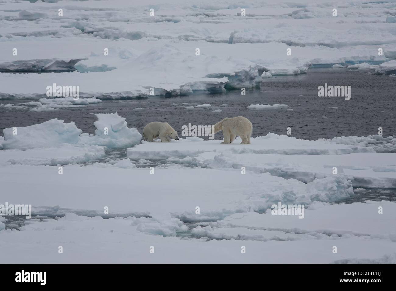 Male polar bear pack hi-res stock photography and images - Alamy