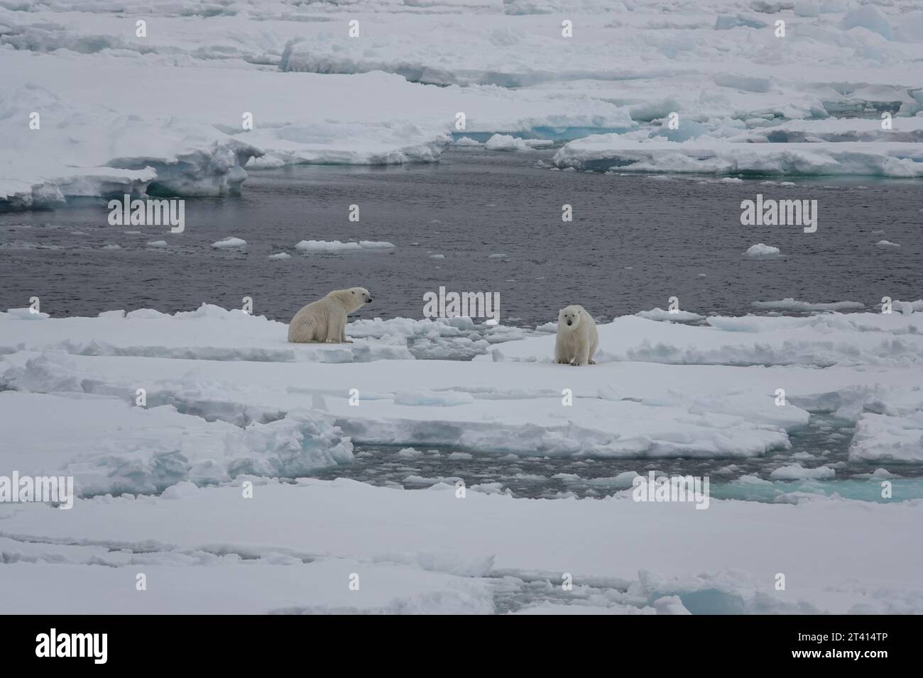 Male polar bear pack hi-res stock photography and images - Alamy