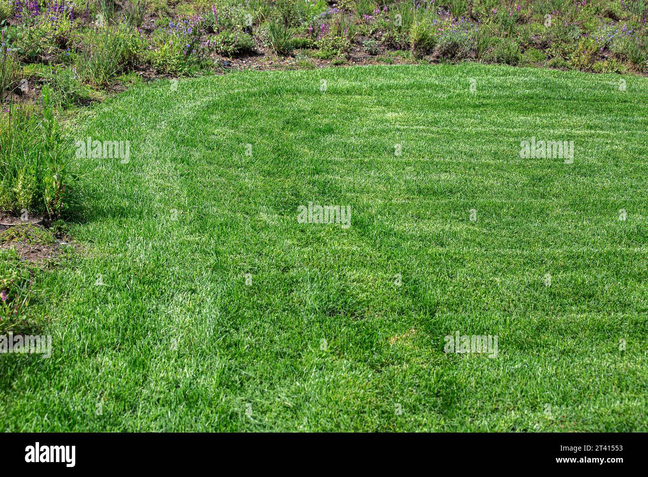 Landscaping green lawn mowed lawn with open space surrounded by a bed ...