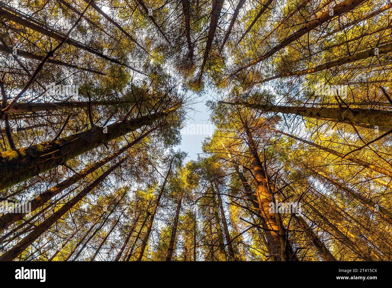 Afan valley trees hi-res stock photography and images - Alamy