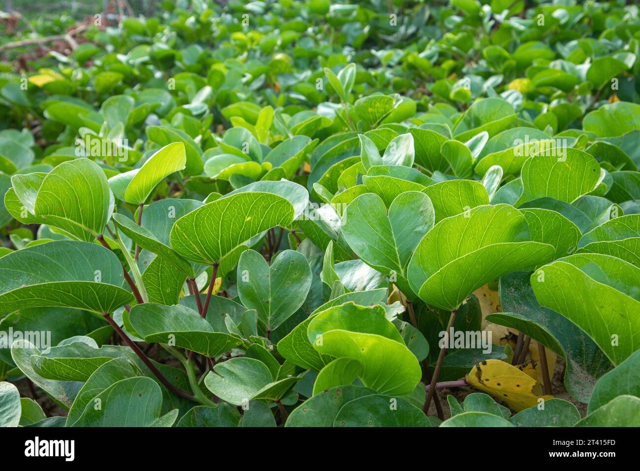 The goat's foot creeper plant, Beach Morning Glory or Ipomoea pes ...