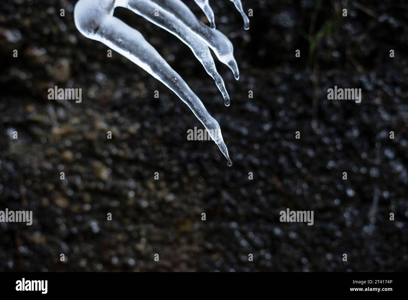 Ice stalactites melting, water droplets falling slowly. Ice thawing in ...