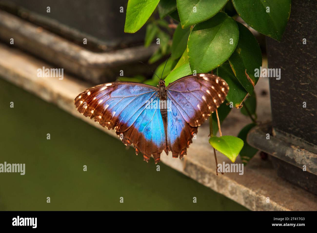 Blue morpho butterfly wing hi-res stock photography and images - Alamy