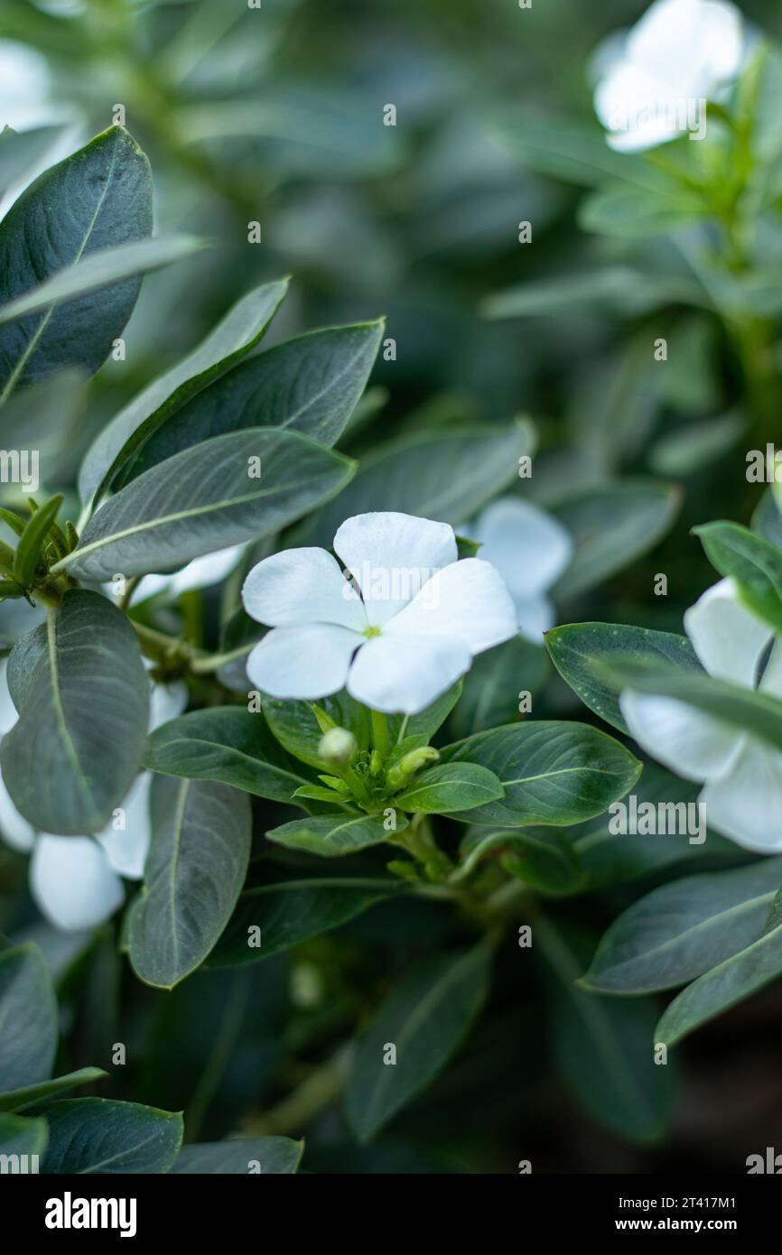 Beautiful white periwinkle flowers in the garden Stock Photo - Alamy
