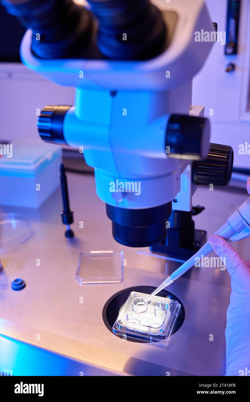 Laboratory scientist preparing samples for microscopic examination ...