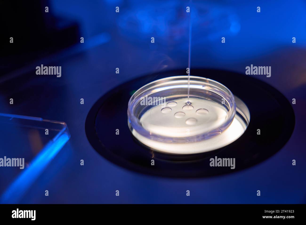 Oocyte sample collection process before vitrification procedure Stock ...