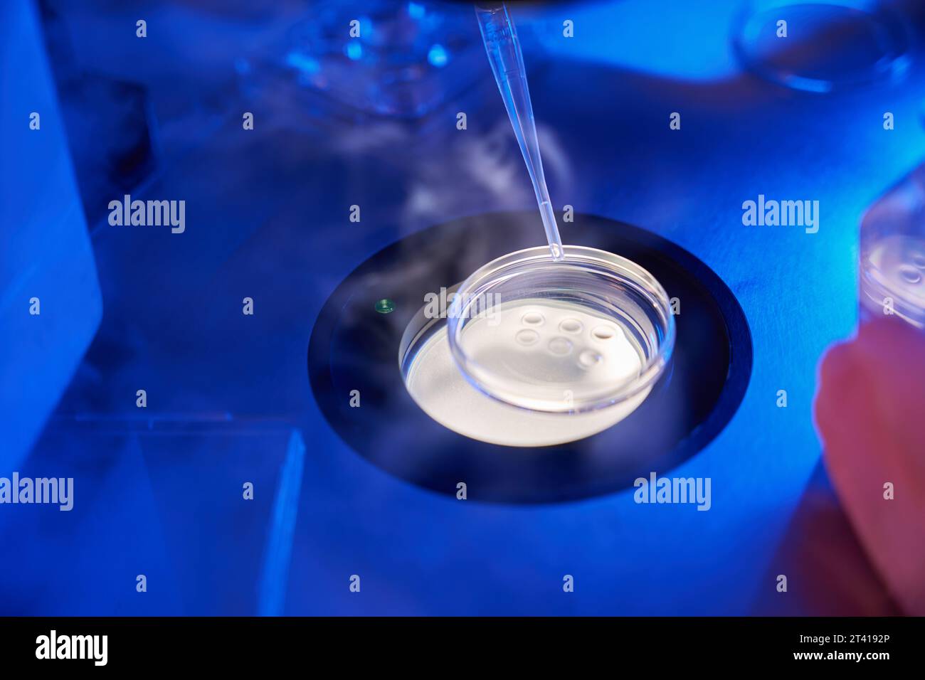 Lab scientist covering cells with mineral oil in Petri dish Stock Photo ...