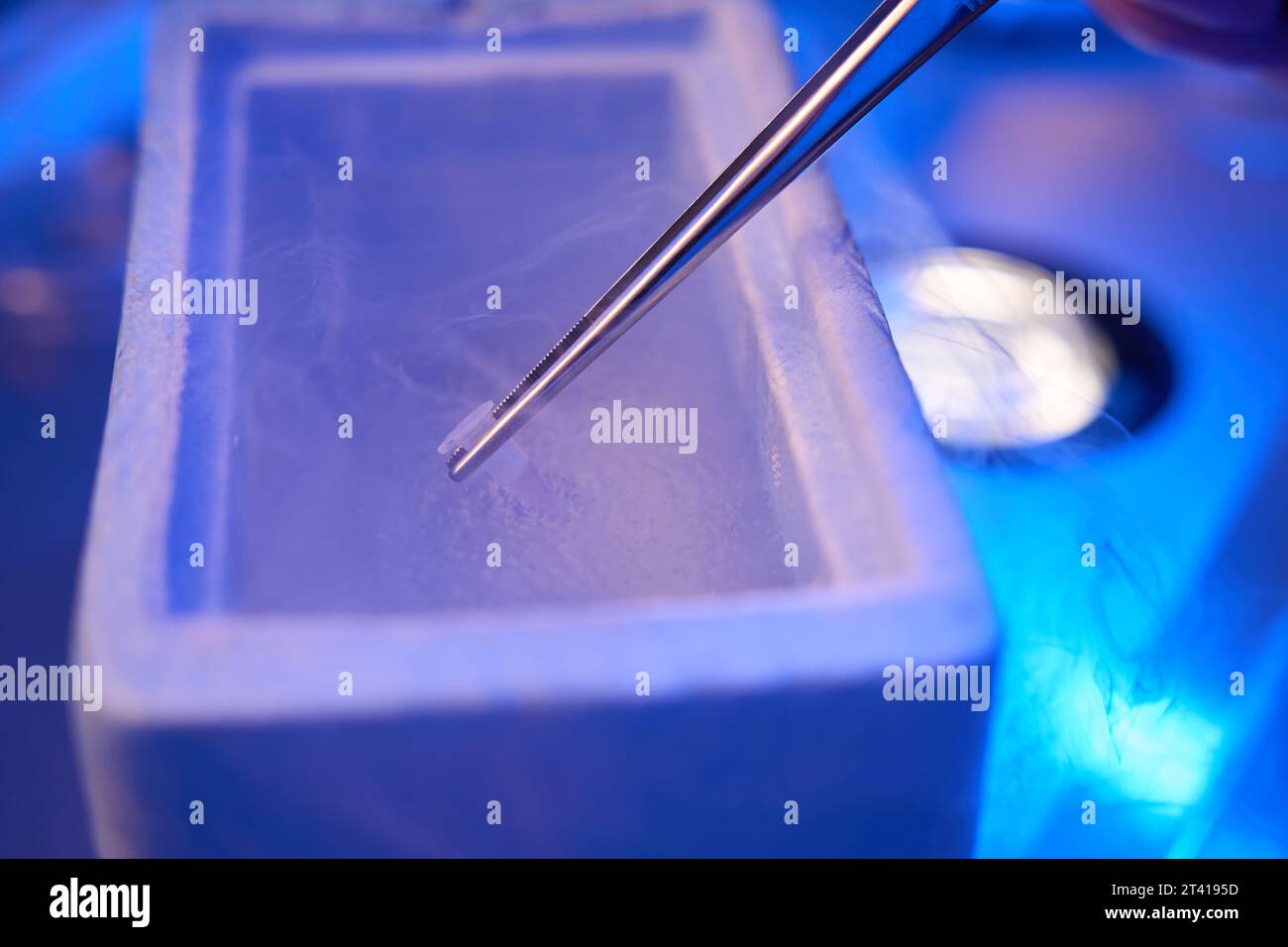 Preparation of cryotube filled with embryos for vitrification Stock ...