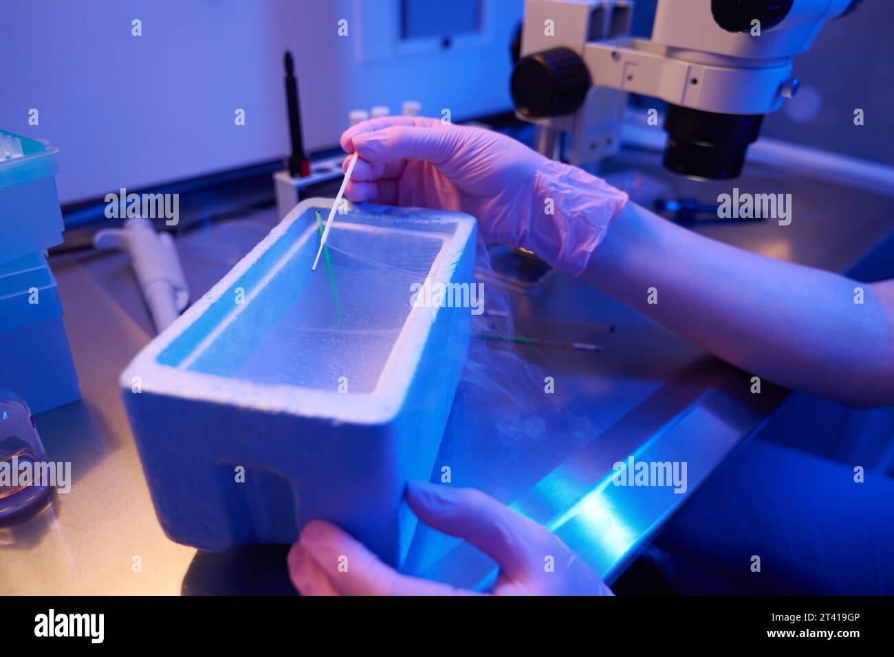 Expert lab scientist freezing human embryos in cryogenic freezer box ...