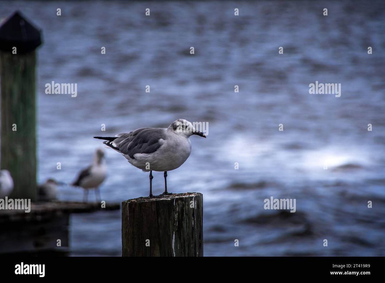 Single seagull sitting on a wooden post on the river. Vertical and ...