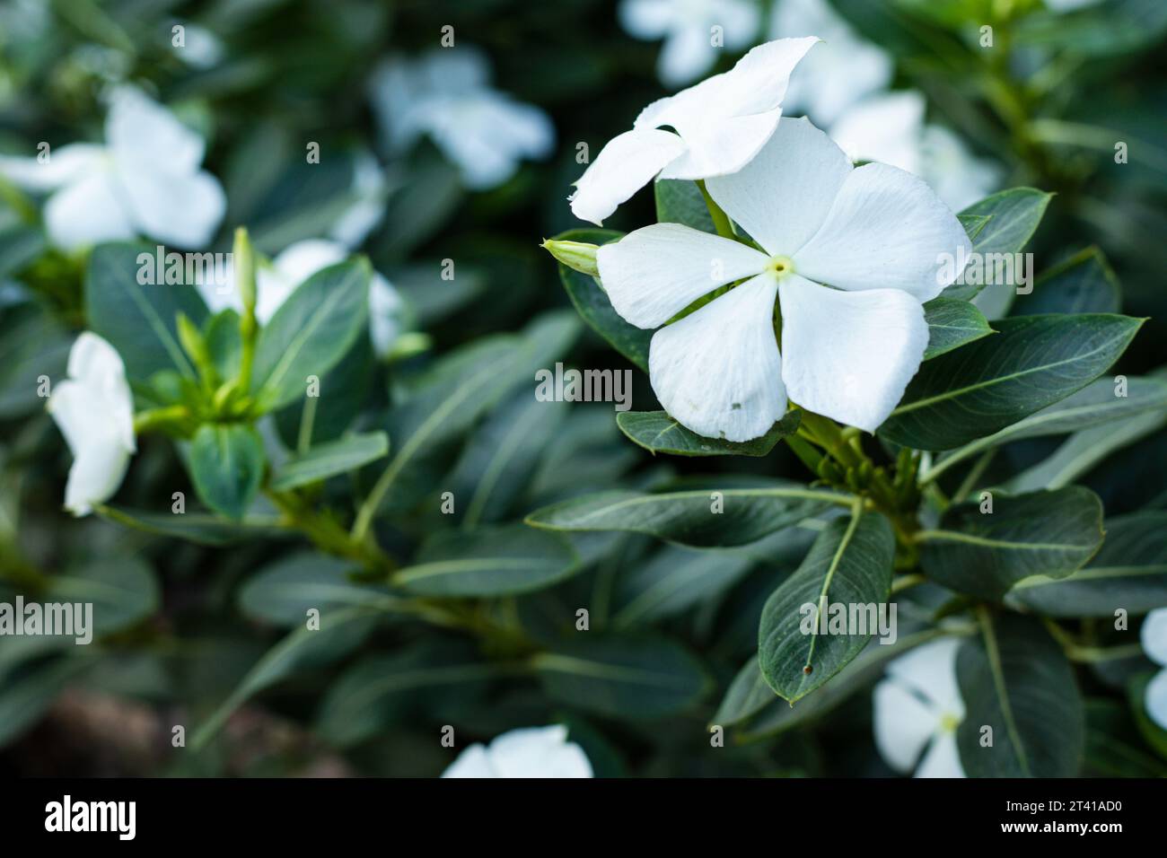 Periwinkle blossom hi-res stock photography and images - Alamy