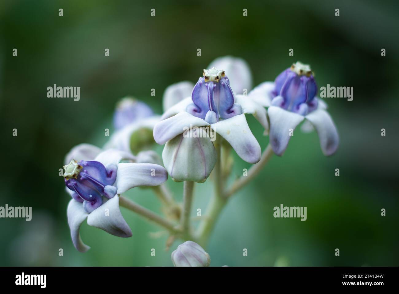 Giant calotrope or Giant milkweed - Beautiful purple flowers with a ...