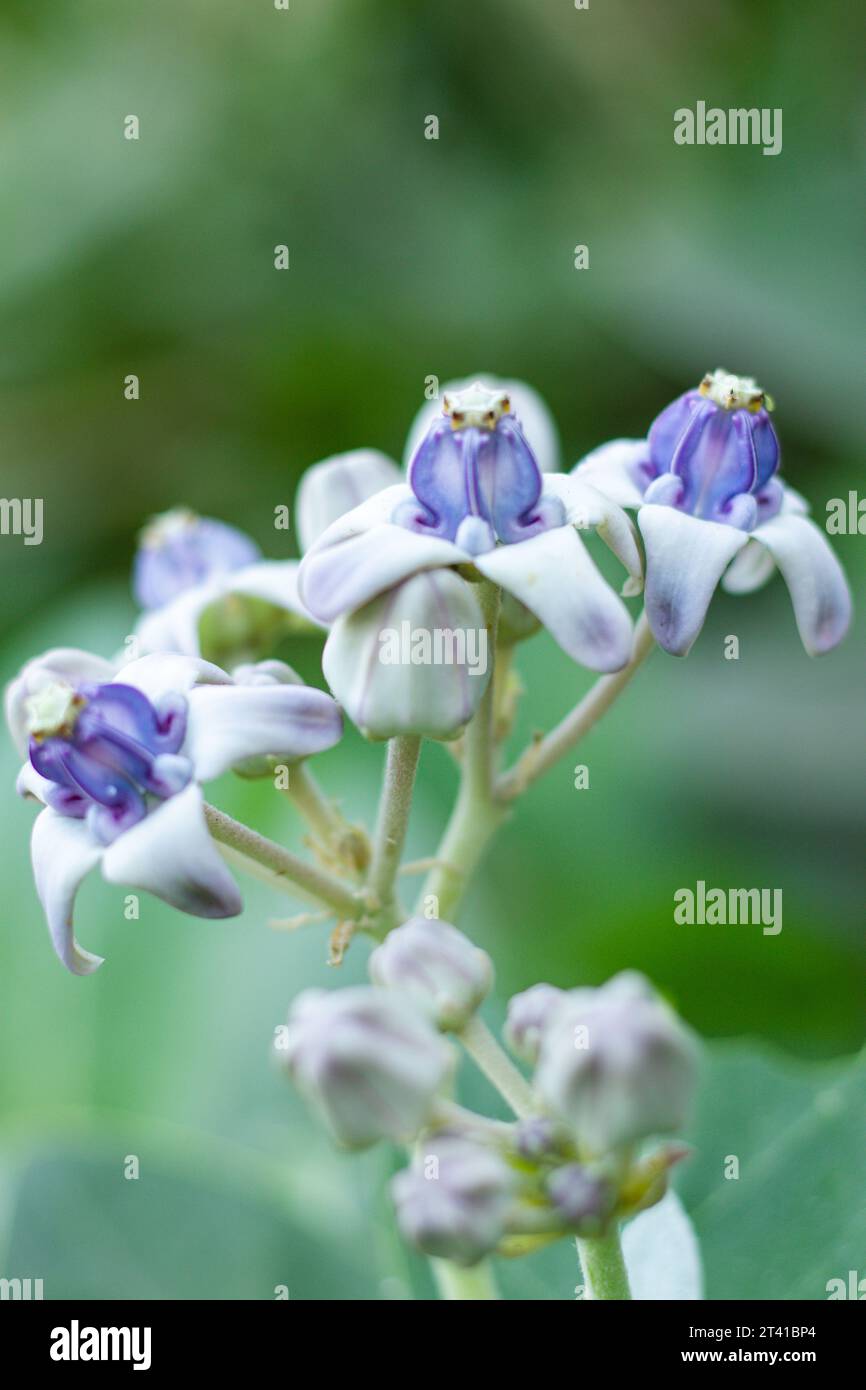 Giant calotrope or Giant milkweed - Beautiful purple flowers with a ...