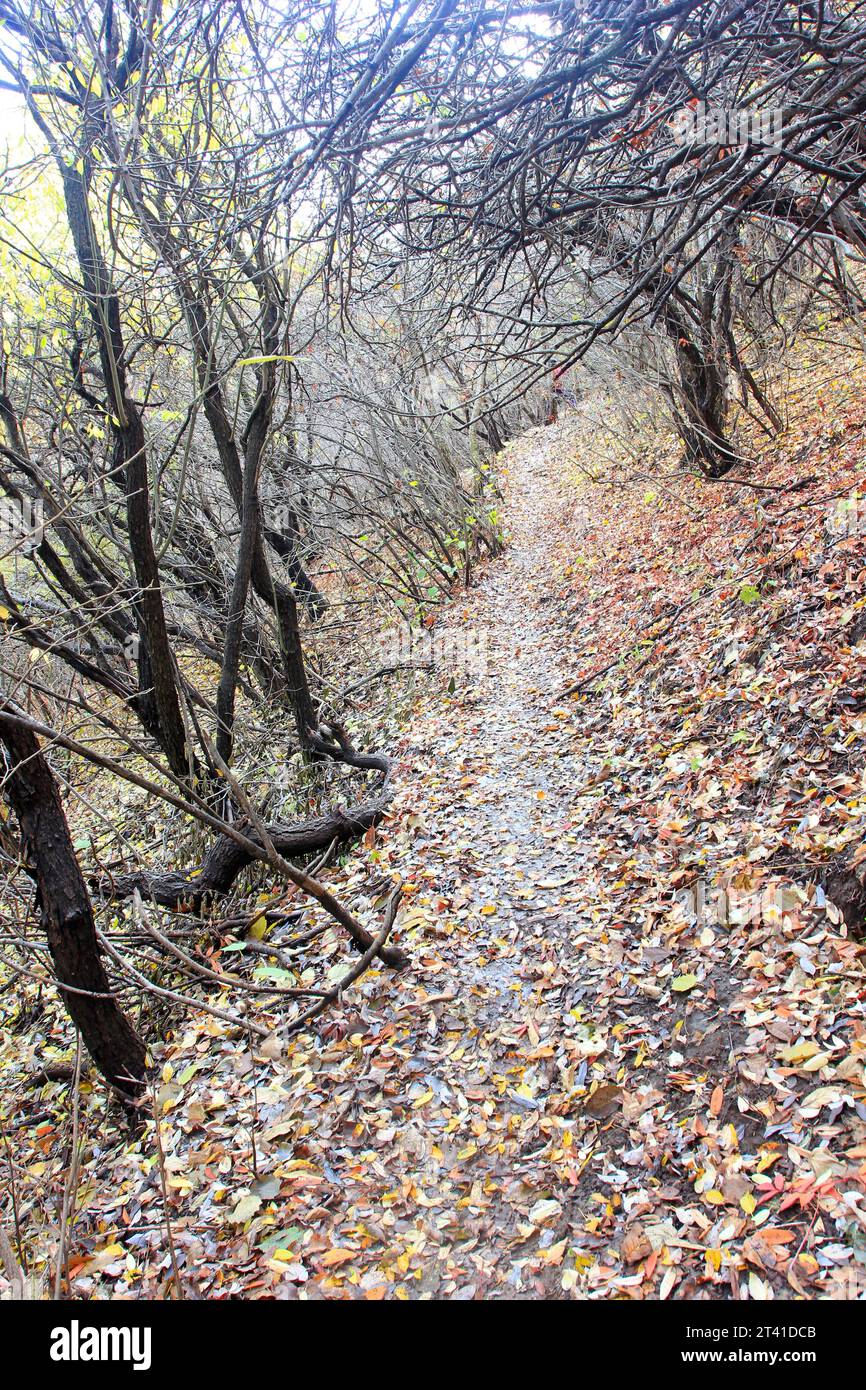 dead leaves and path in the wild Stock Photo - Alamy