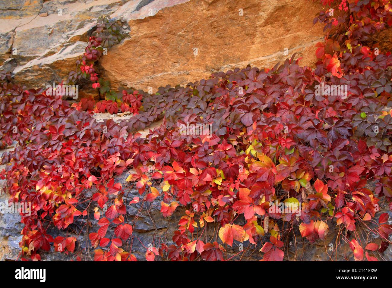 Red Boston ivy on the rock, closeup of photo Stock Photo - Alamy