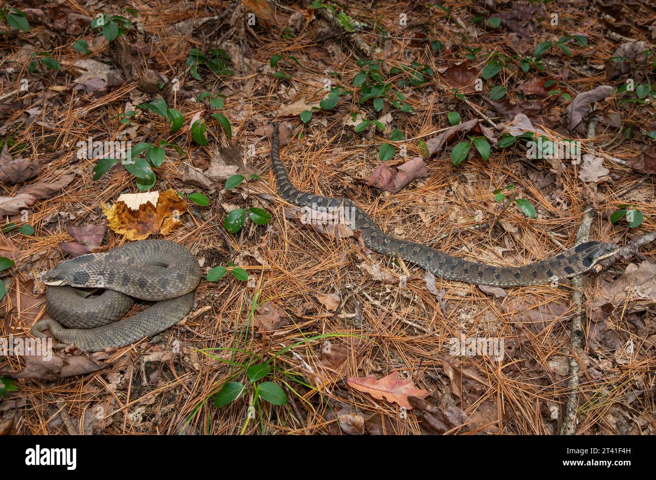 Snakes of massachusetts hi-res stock photography and images - Alamy