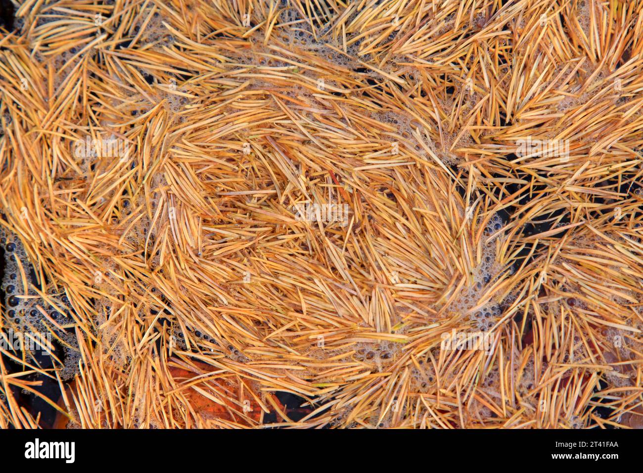 Seaweed floating on water surface hi-res stock photography and images - Alamy