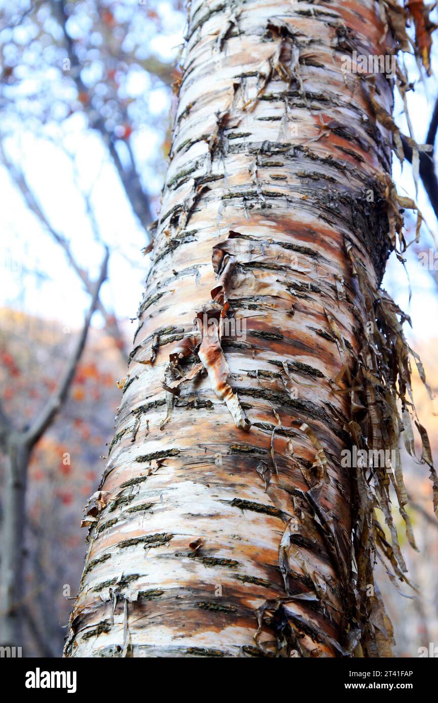 Trunk features hi-res stock photography and images - Alamy