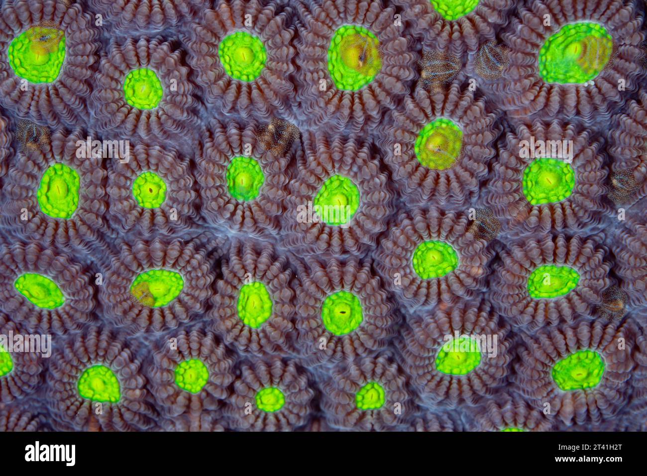 Detail of coral polyps on a diverse reef in Indonesia. Each coral polyp ...
