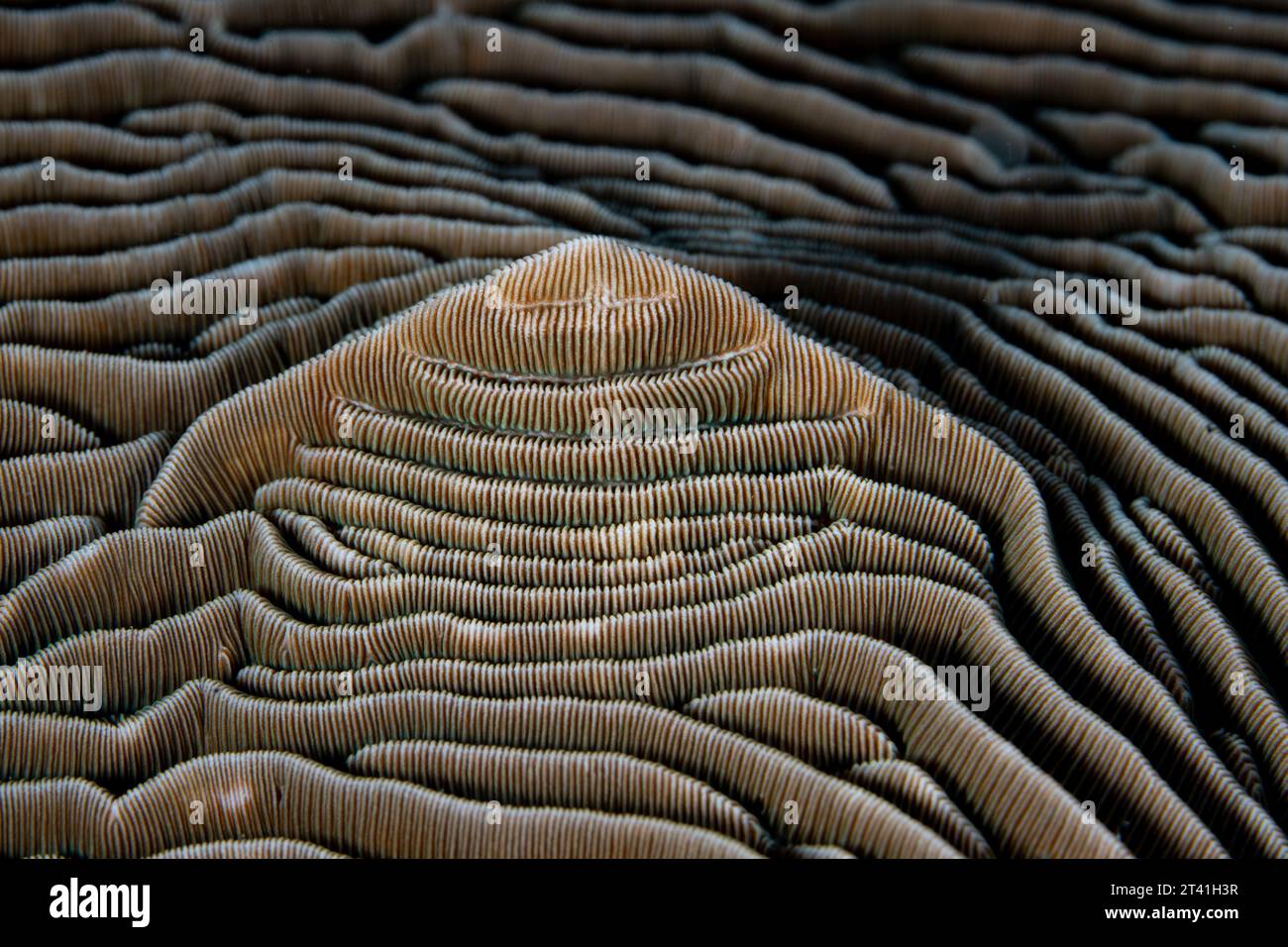 Detail of the a hard coral colony, Pachyseris sp., growing in Raja ...