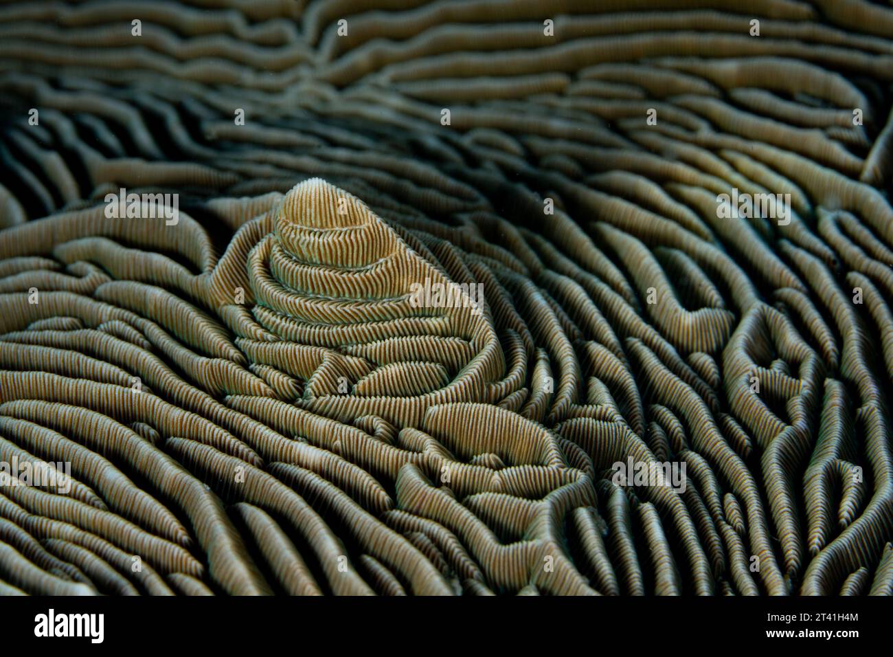 Beautiful hard coral reefs raja hi-res stock photography and images - Alamy