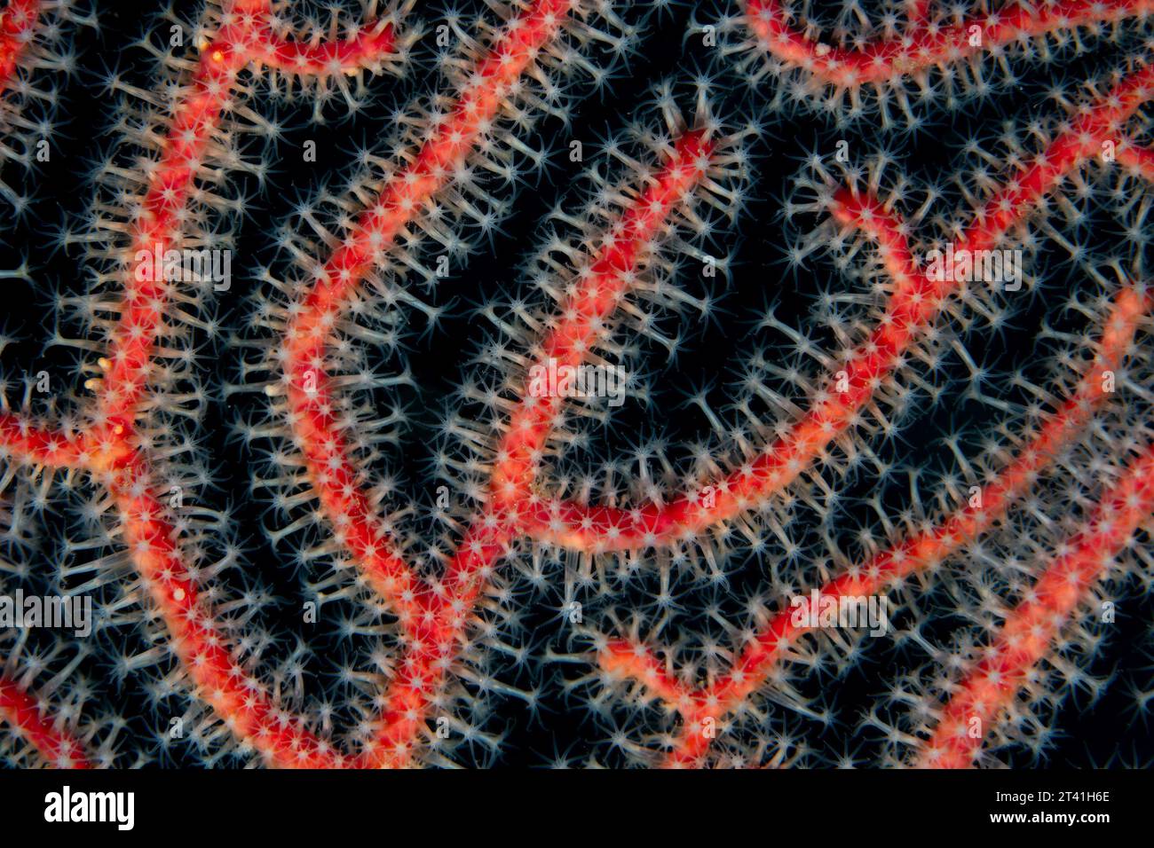 Detail of the polyps growing in a gorgonian in Raja Ampat, Indonesia ...