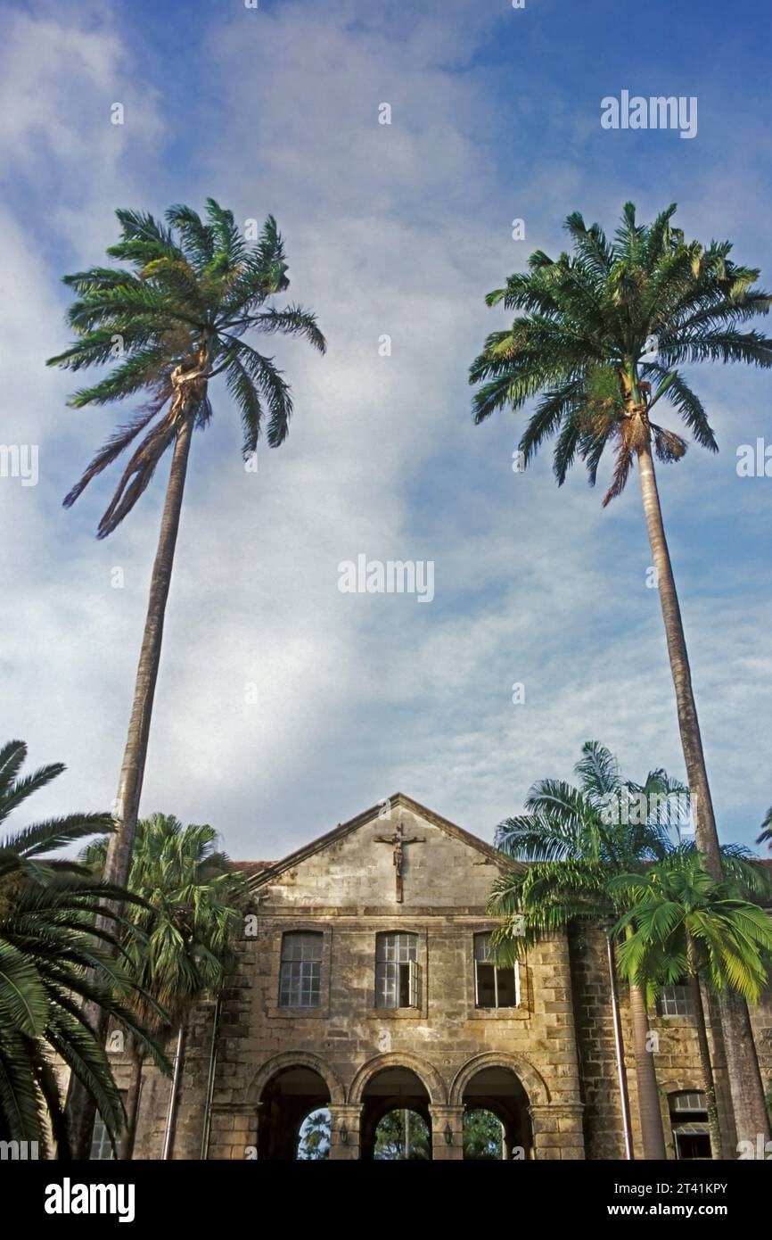 Fan palm barbados hi-res stock photography and images - Alamy