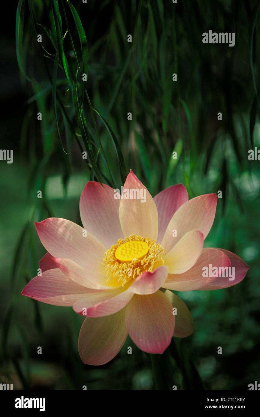 Barbados, St. Joseph, Lotus flower Stock Photo - Alamy